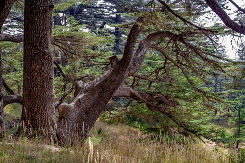 How Long Does It Take Cedar Wood To Dry? (+ Drying Methods)